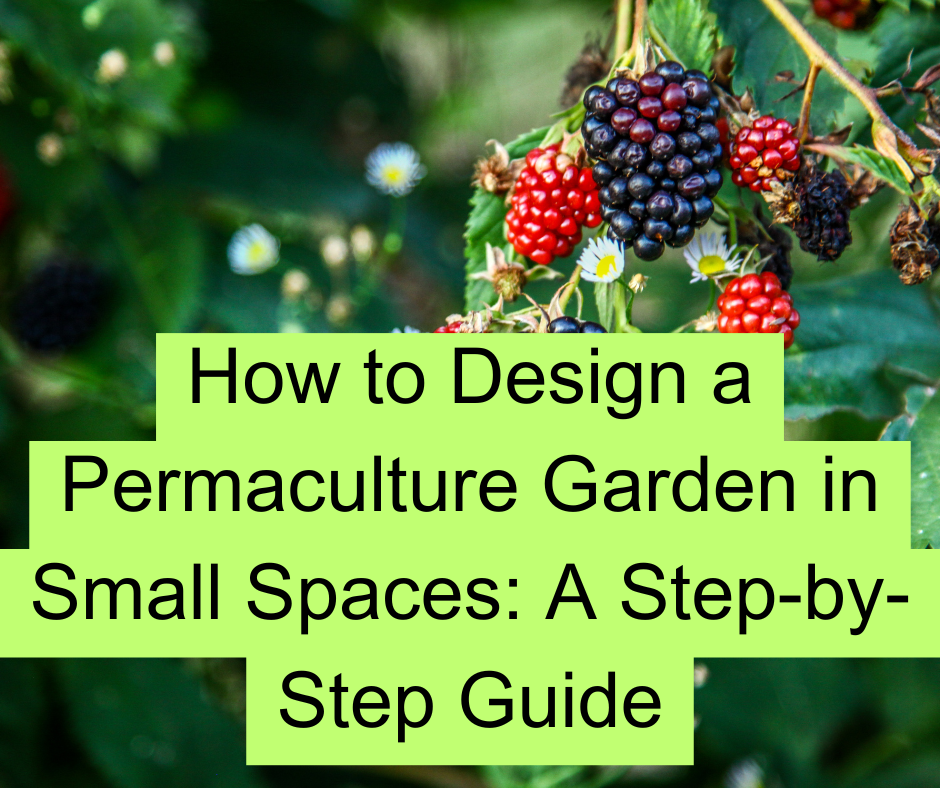 How to Design a Permaculture Garden in Small Spaces: A Step-by-Step Guide